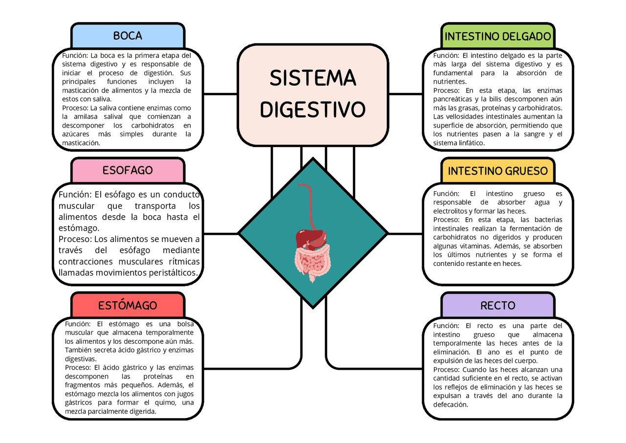 Enzimas Sistema Digestivo PANEL SISTEMA DIGESTIVO · Masterwise