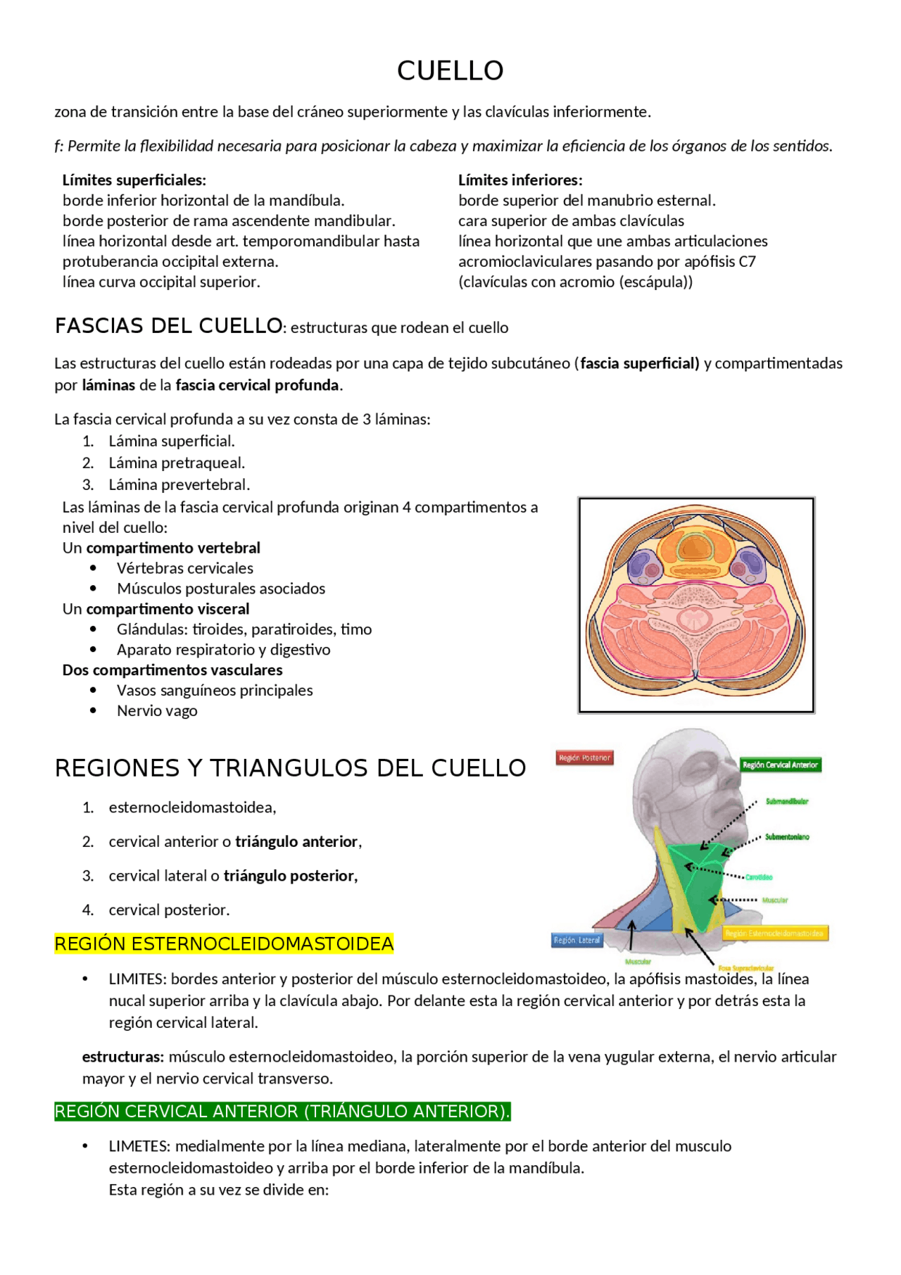 Anatomia Del Cuello Resúmenes De Anatomía Docsity