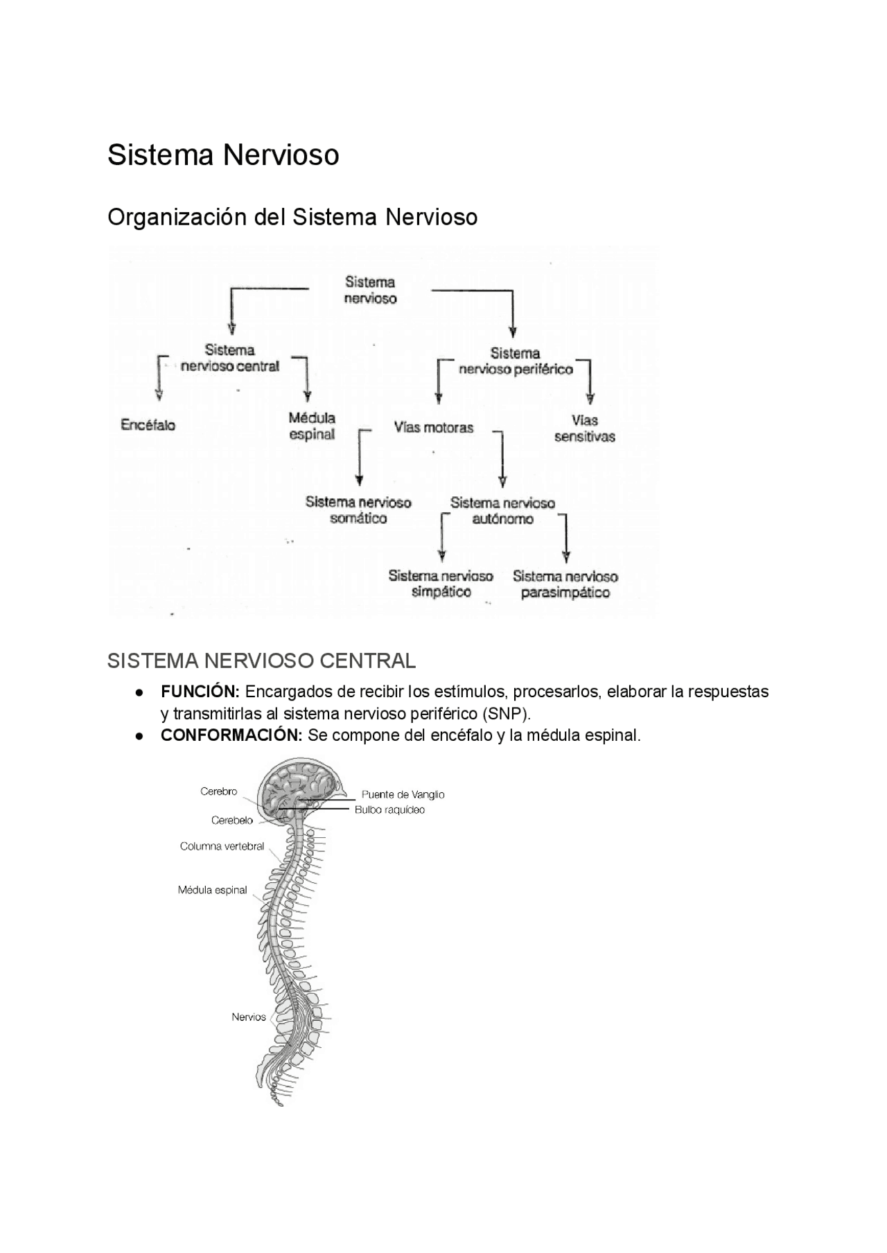 ResÚmen Sobre El Sistema Nervioso Apuntes De Biología Docsity