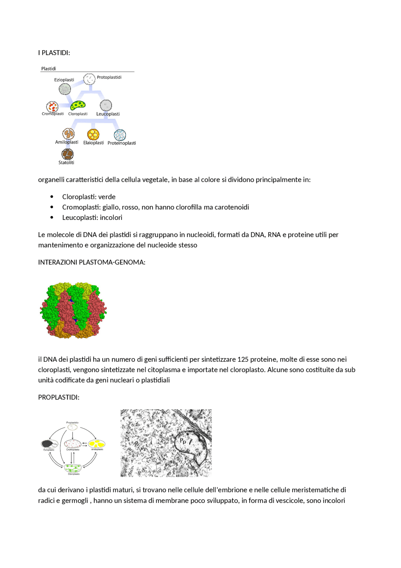 Plastidi: caratteristiche e funzioni | Appunti di Biologia Vegetale ...