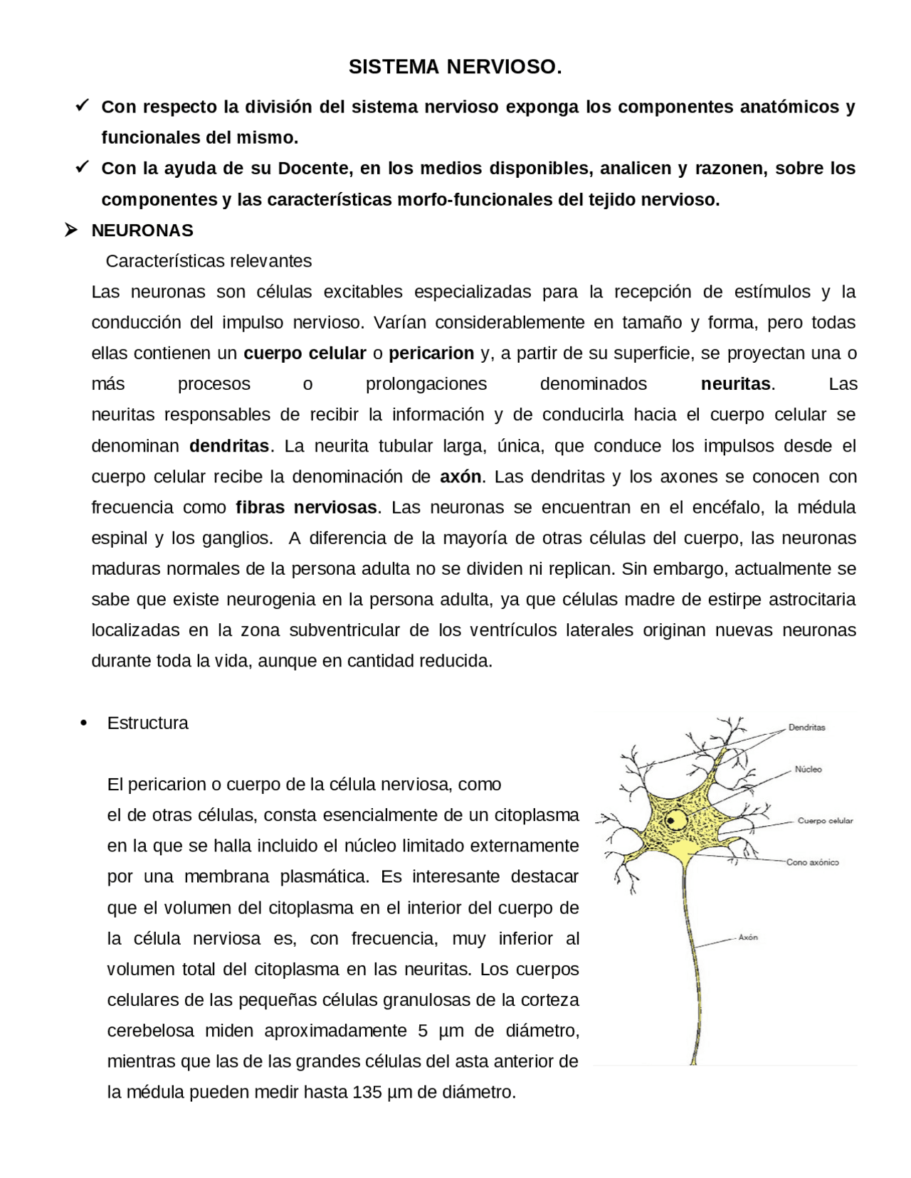 Resúmenes De Neuroanatomia Apuntes De Neuroanatomía Docsity
