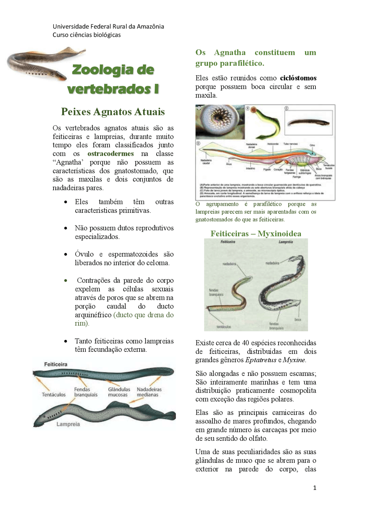 Zoologia de vertebrados I Peixes Agnatos Atuais | Resumos Zoologia ...