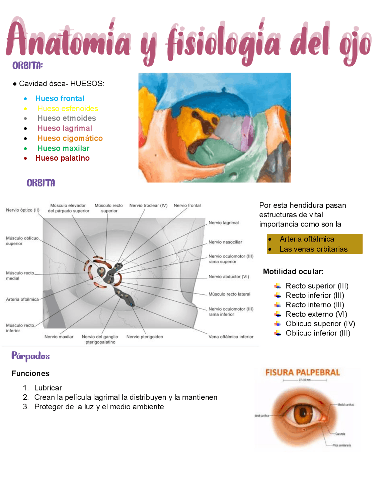 Anatomia Y Fisiologia Del Ojo Resúmenes De Oftalmología Docsity