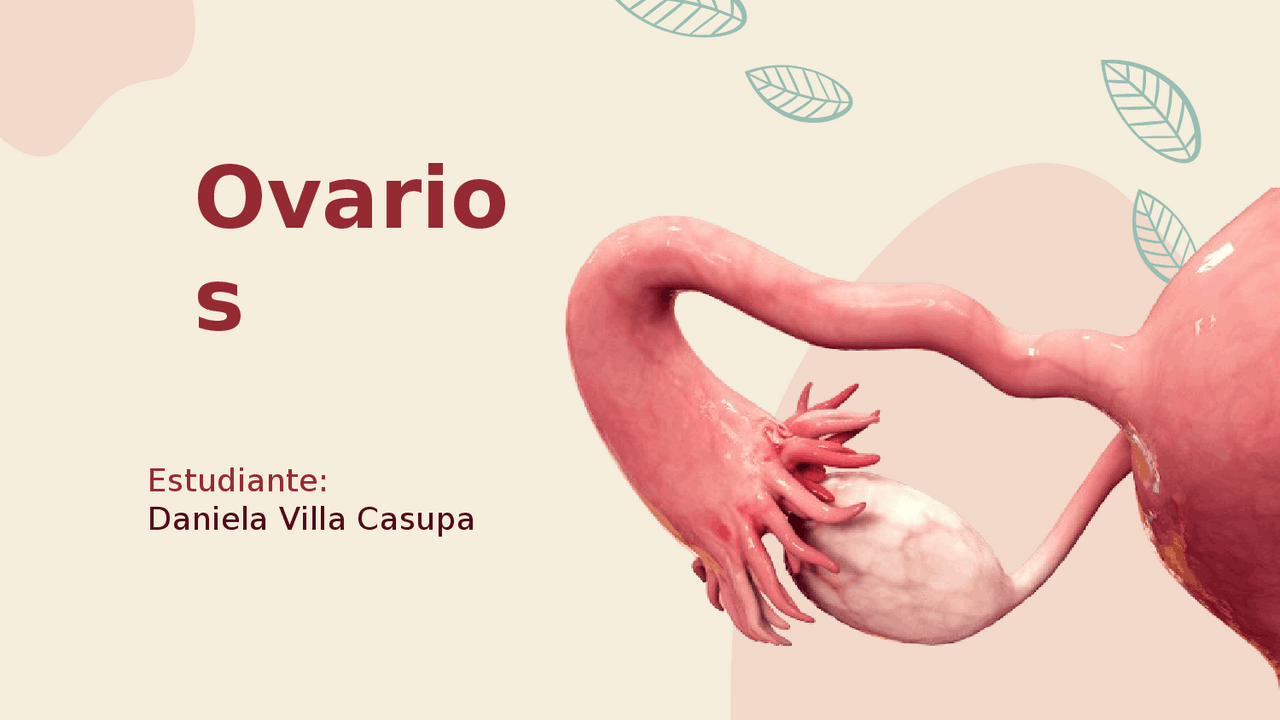 Anatomia de los ovarios | Esquemas y mapas conceptuales de Humanidades ...