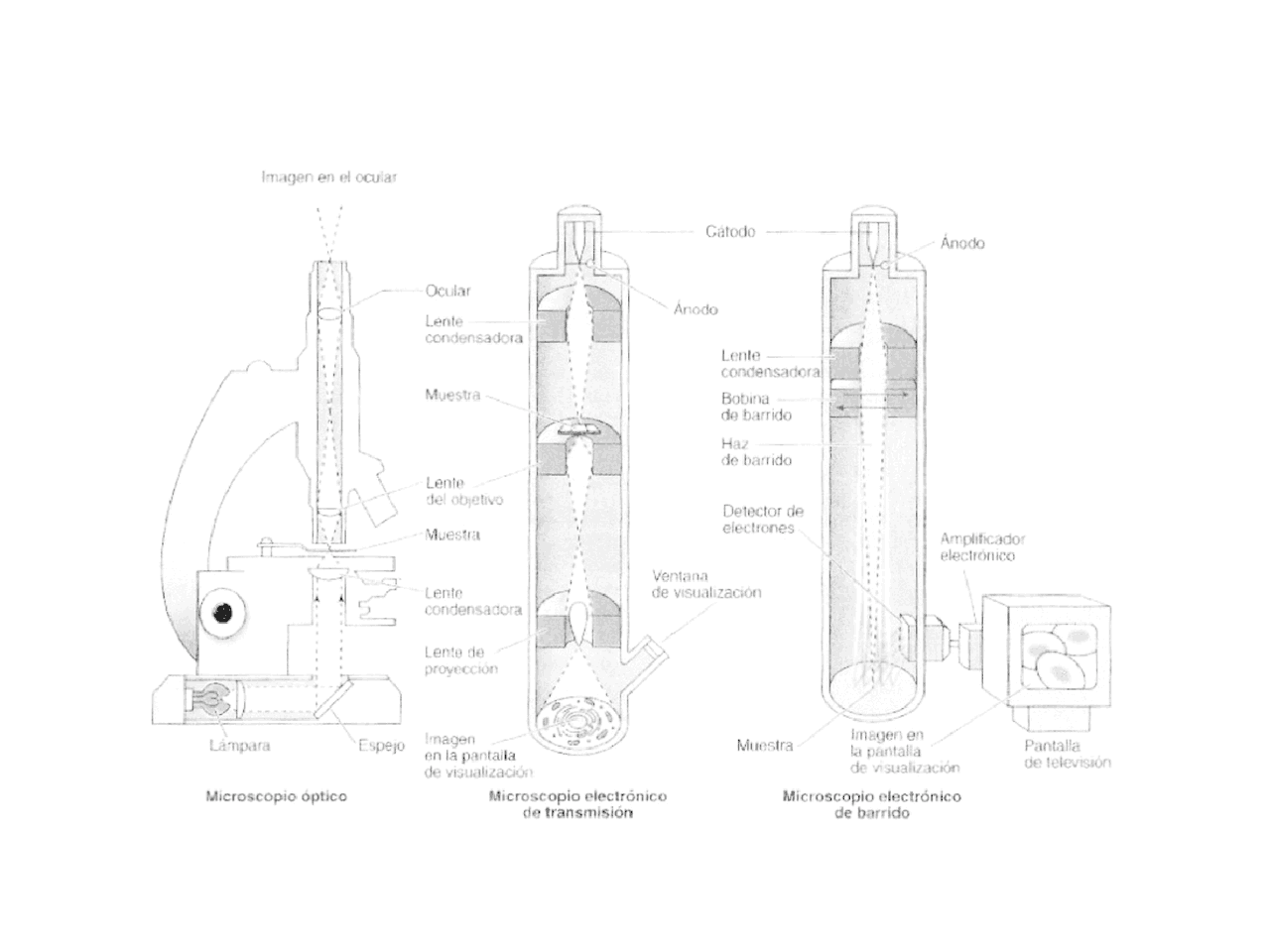 Tarea del microscopio | Apuntes de Histología | Docsity