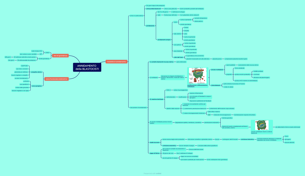 Mappa concettuale sull’annidamento della blastocisti | Schemi e mappe ...