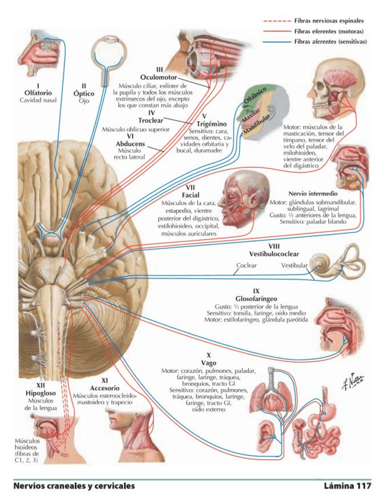Pares Craneales Anatomía Apuntes De Anatomía Docsity