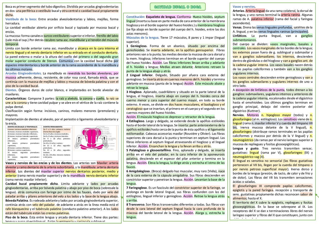 Cavidad Bucal Rouviere Anatomia Resúmenes De Anatomía Docsity