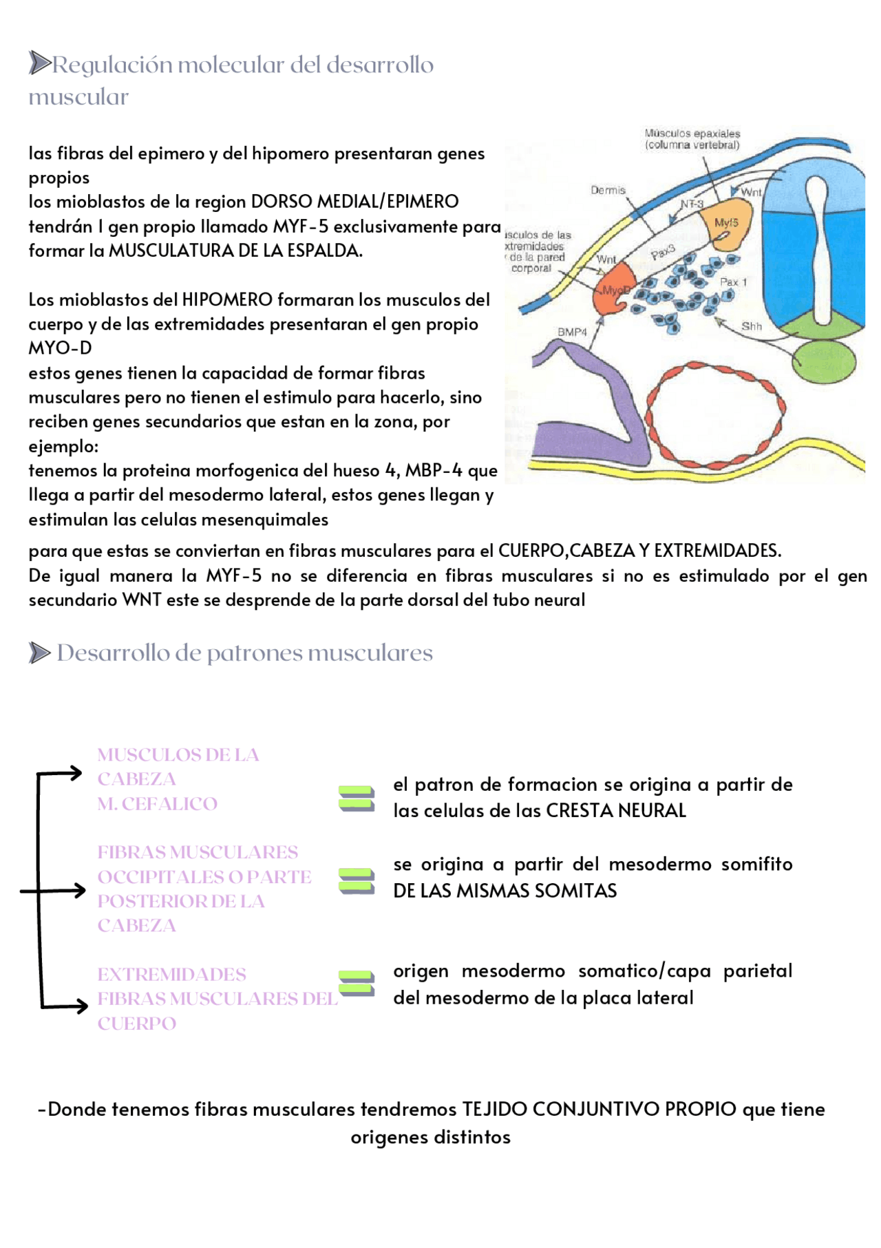 Regulación Molecular Resúmenes De Odontología Docsity