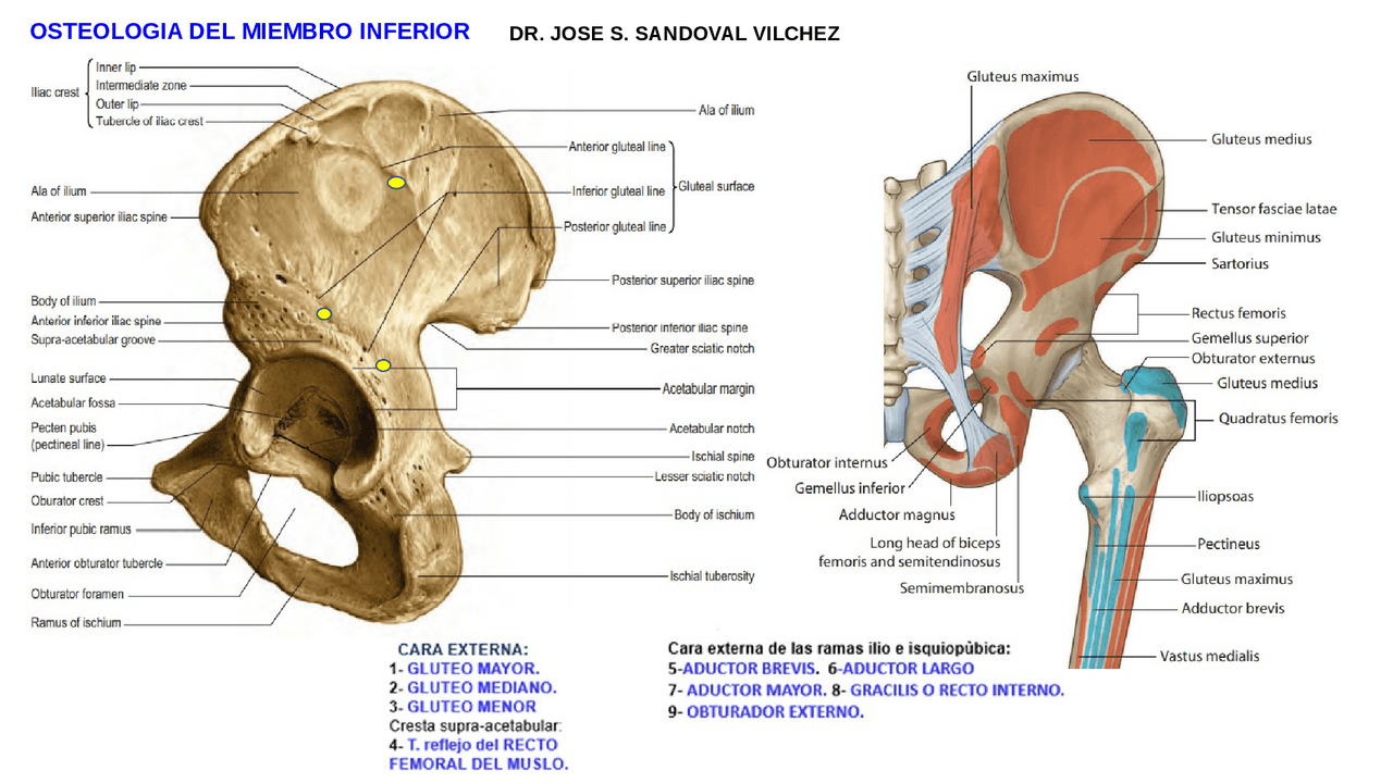 Miembro Inferior Anatomia Diapositivas De Anatomía Docsity