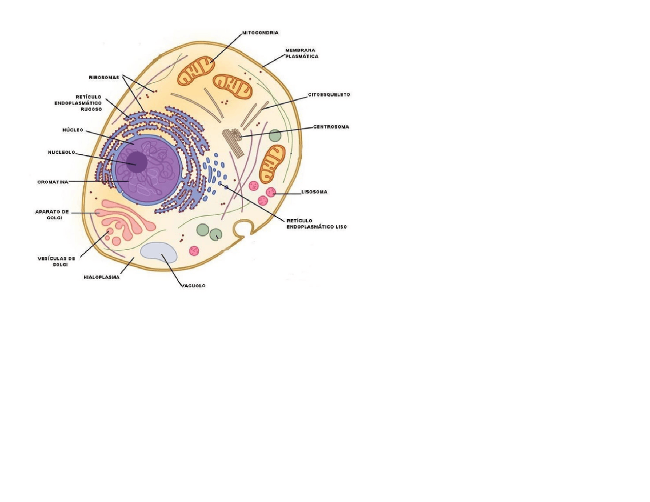 Estructura de la celula | Apuntes de Biología | Docsity