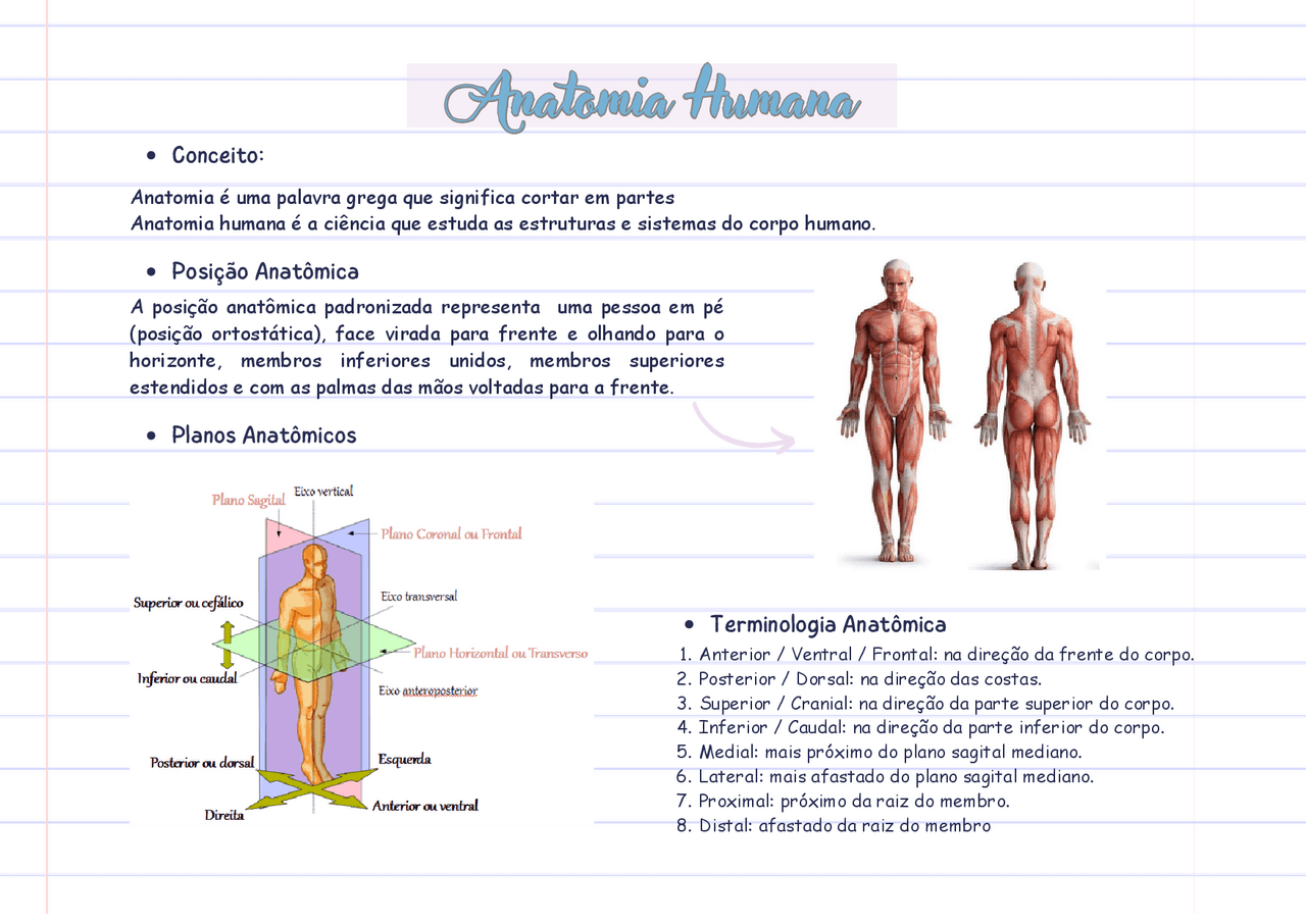 Resumo De Anatomia Humana Resumos Anatomia Docsity