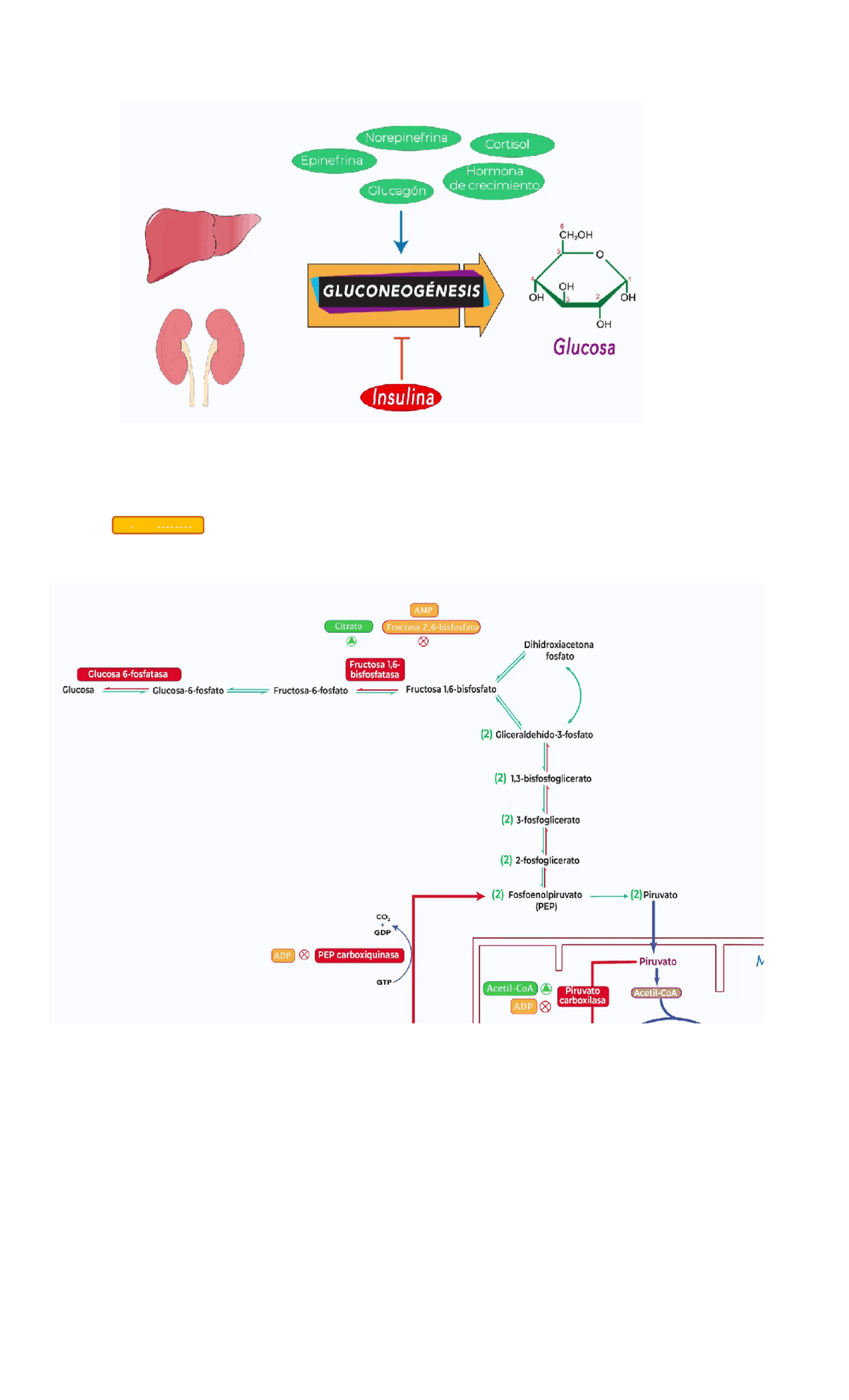 Esquema de la ruta metabolica | Resúmenes de Bioquímica | Docsity