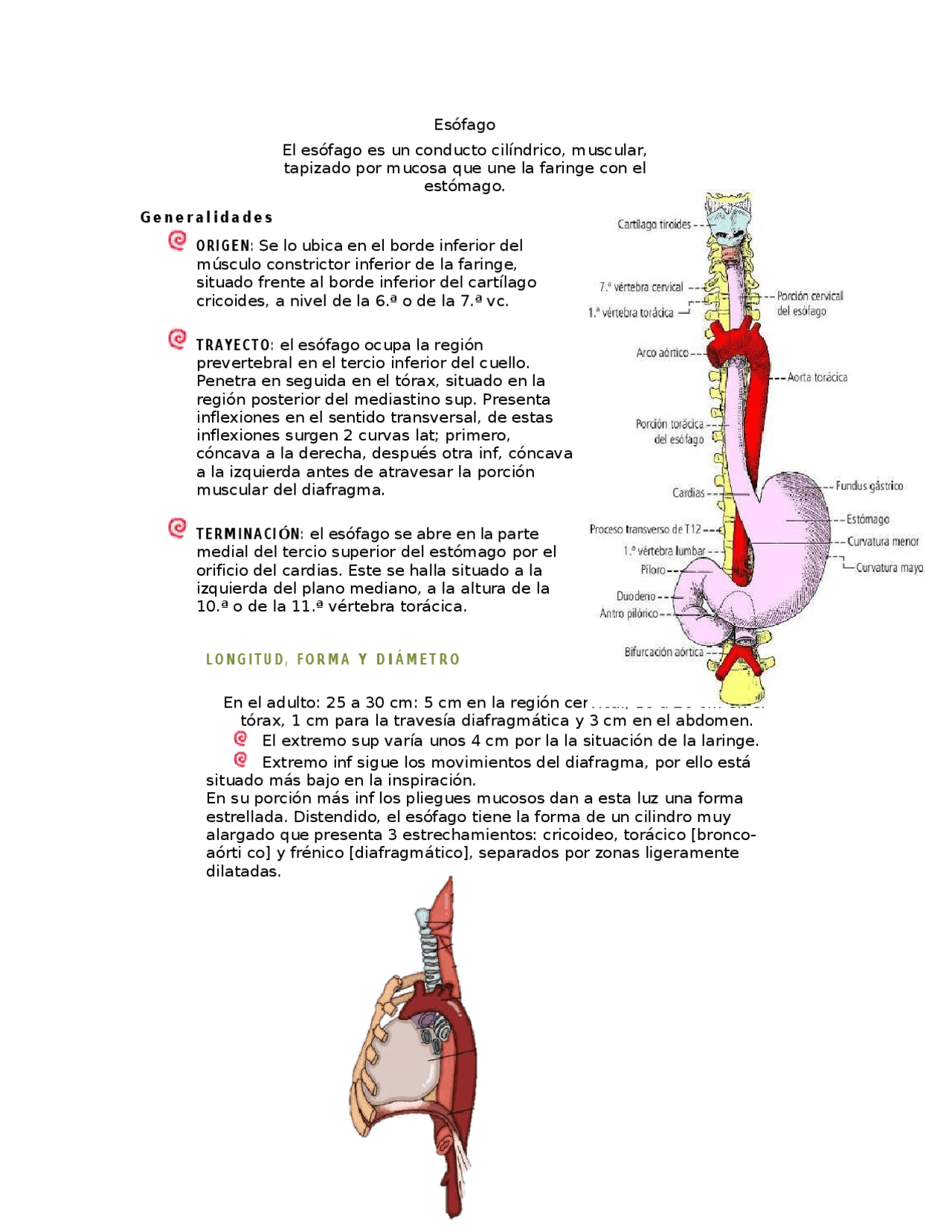 Caracteristicas anatomicas del Esofago | Resúmenes de Anatomía | Docsity