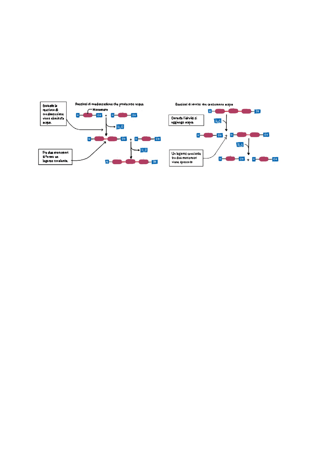 Schemi processi di condensazione e idrolisi | Schemi e mappe ...