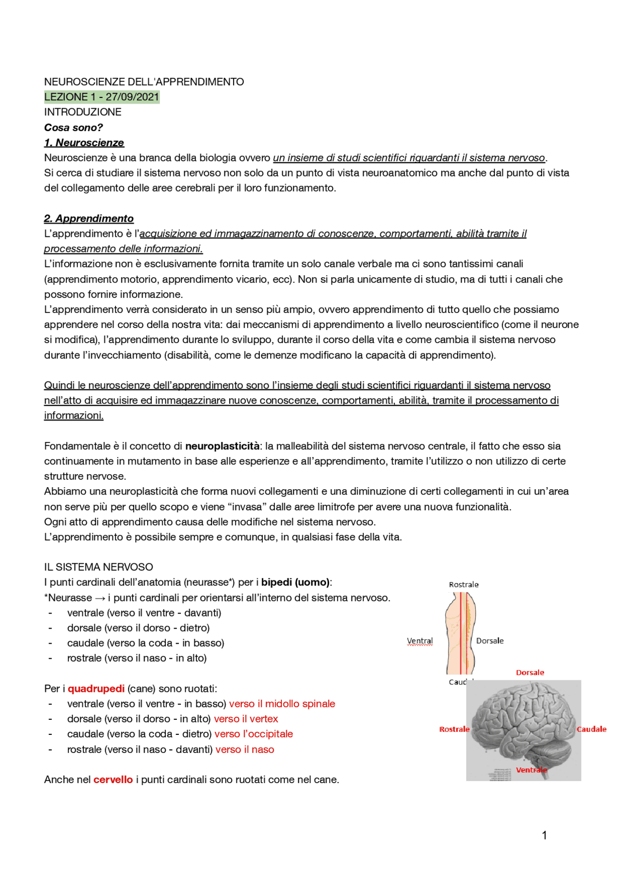 Appunti Neuroscienze Dellapprendimento Sintesi Del Corso Di