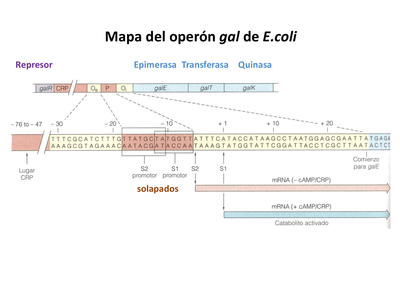 Modelos Estructuras Diapositivas Diapositivas De Ingeniería Celular Y