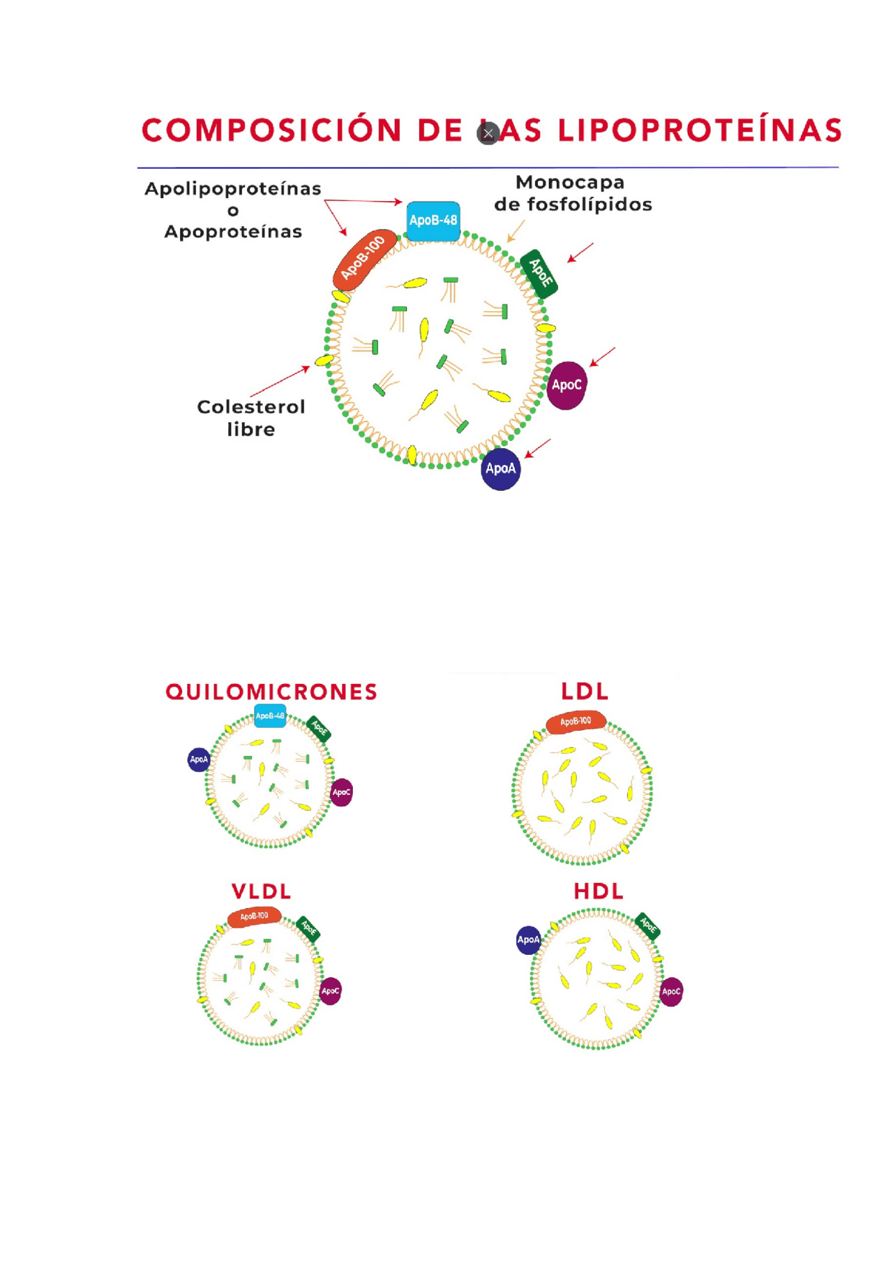 Caracteristicas de lipoproteinas | Esquemas y mapas conceptuales de ...