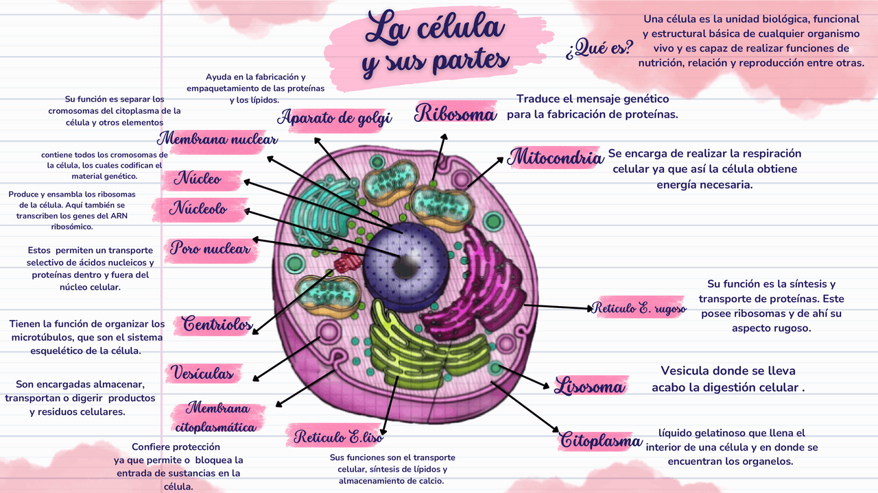 Partes De Una Célula Partes De La Célula: Cuáles Son Y Sus