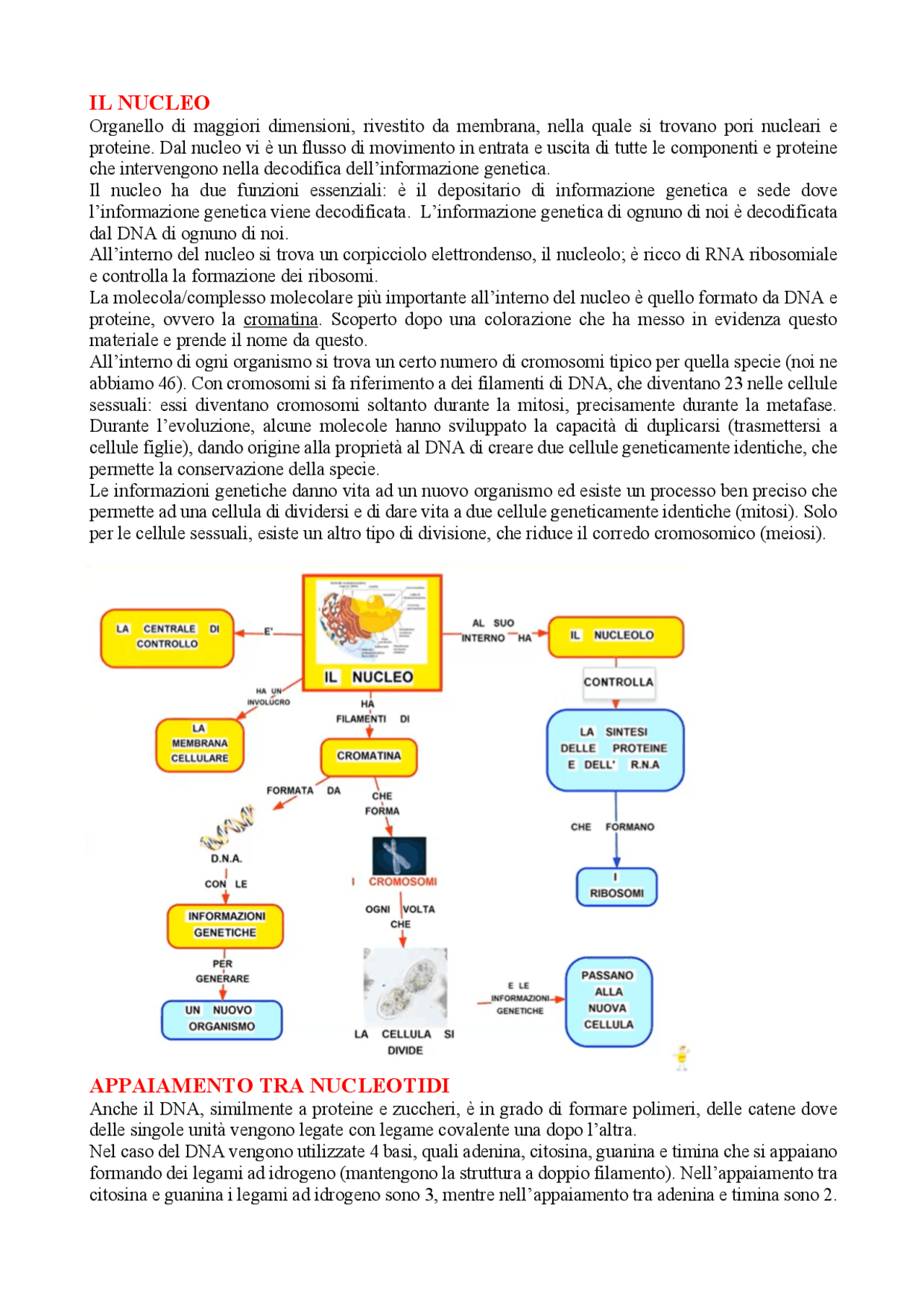 BIOLOGIA LEZIONE 9 - Scienze Motorie UNIVR - Primo anno | Appunti di Biologia | Docsity