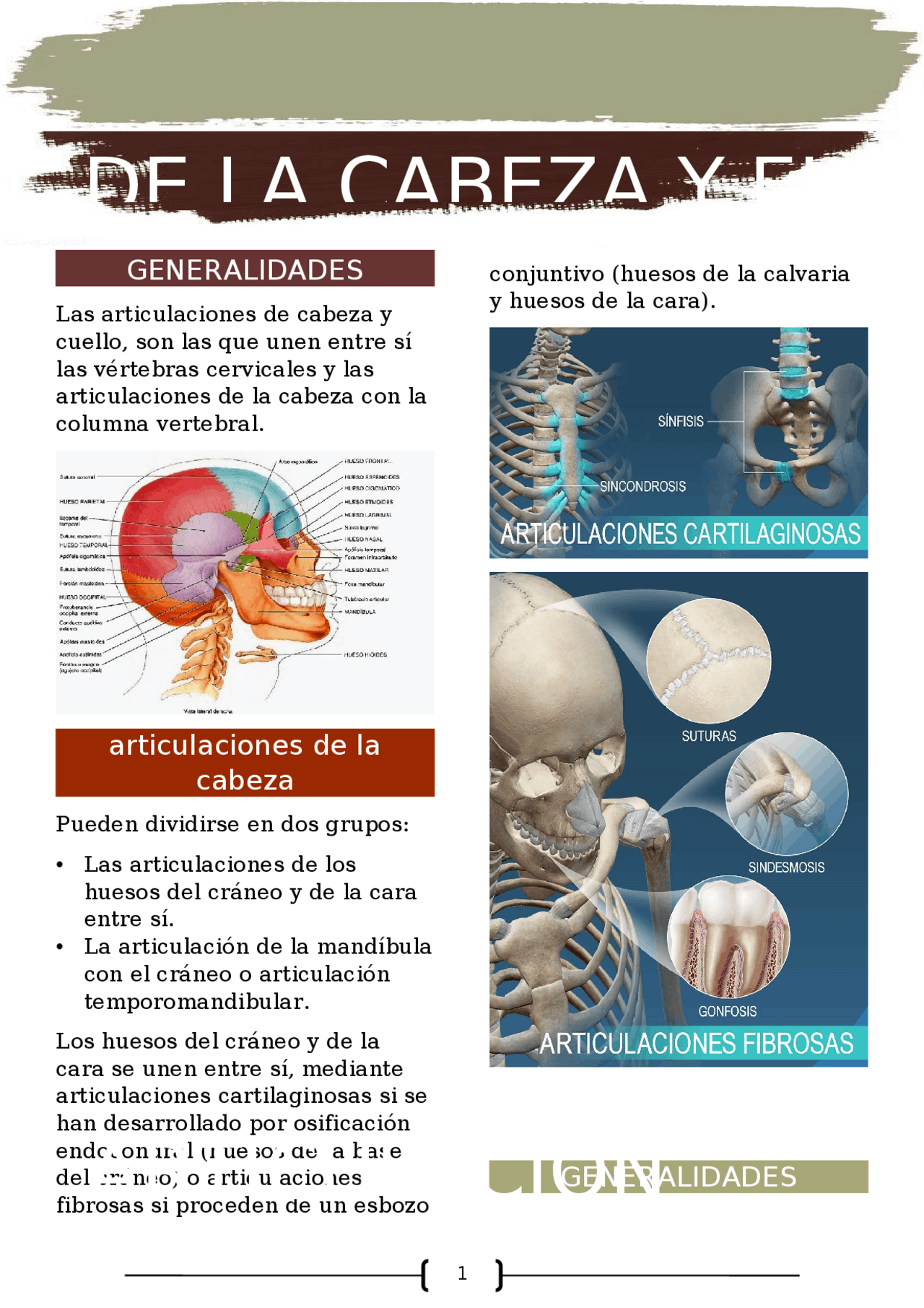 resumen de articulaciones de cabeza y cuello | Monografías, Ensayos de Anatomía | Docsity