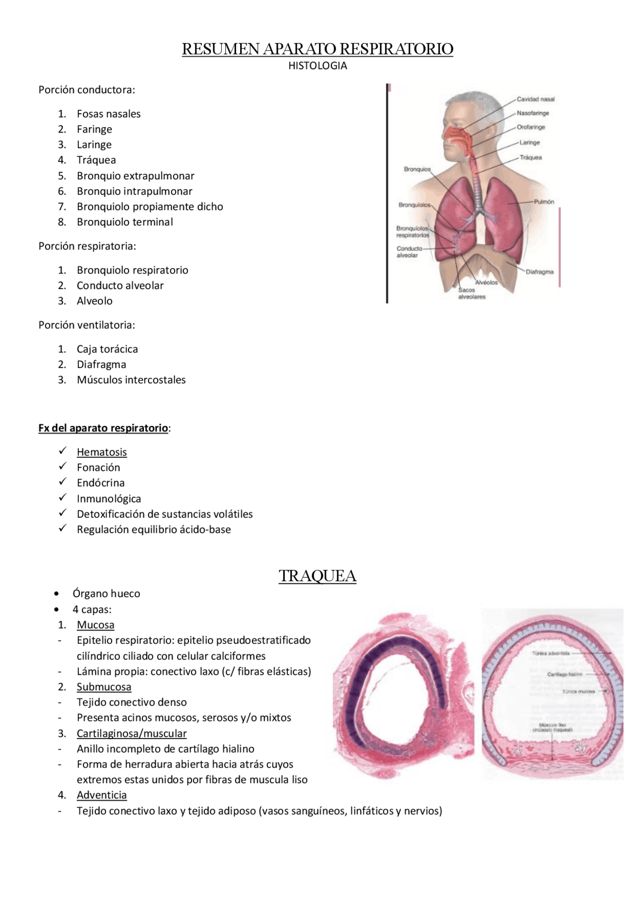 Resumen Del Sistema Respiratorio Resúmenes De Histología Docsity