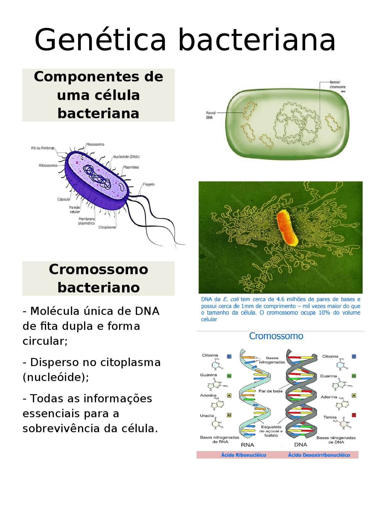 Introdução à Genética Bacteriana Com Base Em Aulas Notas De Aula