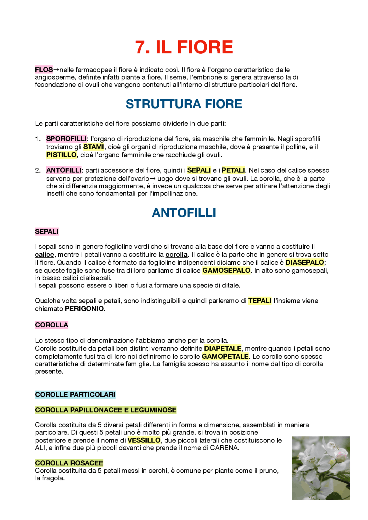 Struttura e parti del fiore | Dispense di Botanica Generale | Docsity