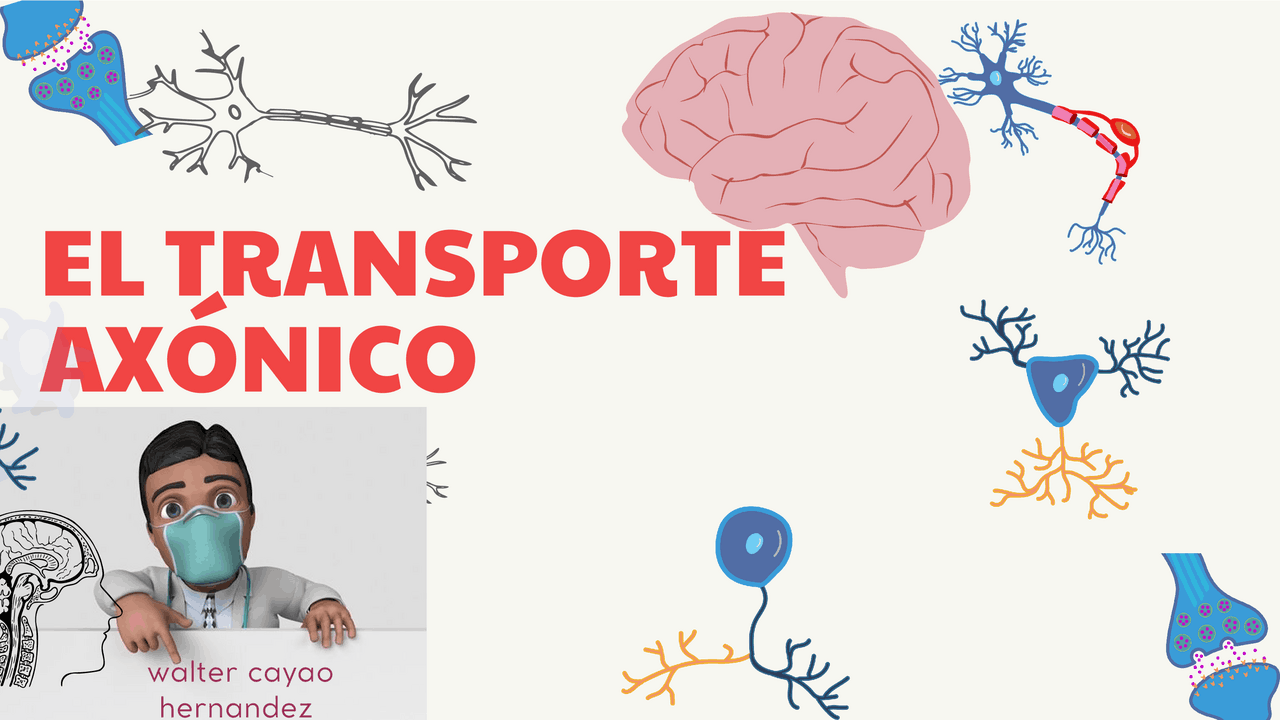 Transporte axonico y tambien las partes de la neurona | Resúmenes de ...