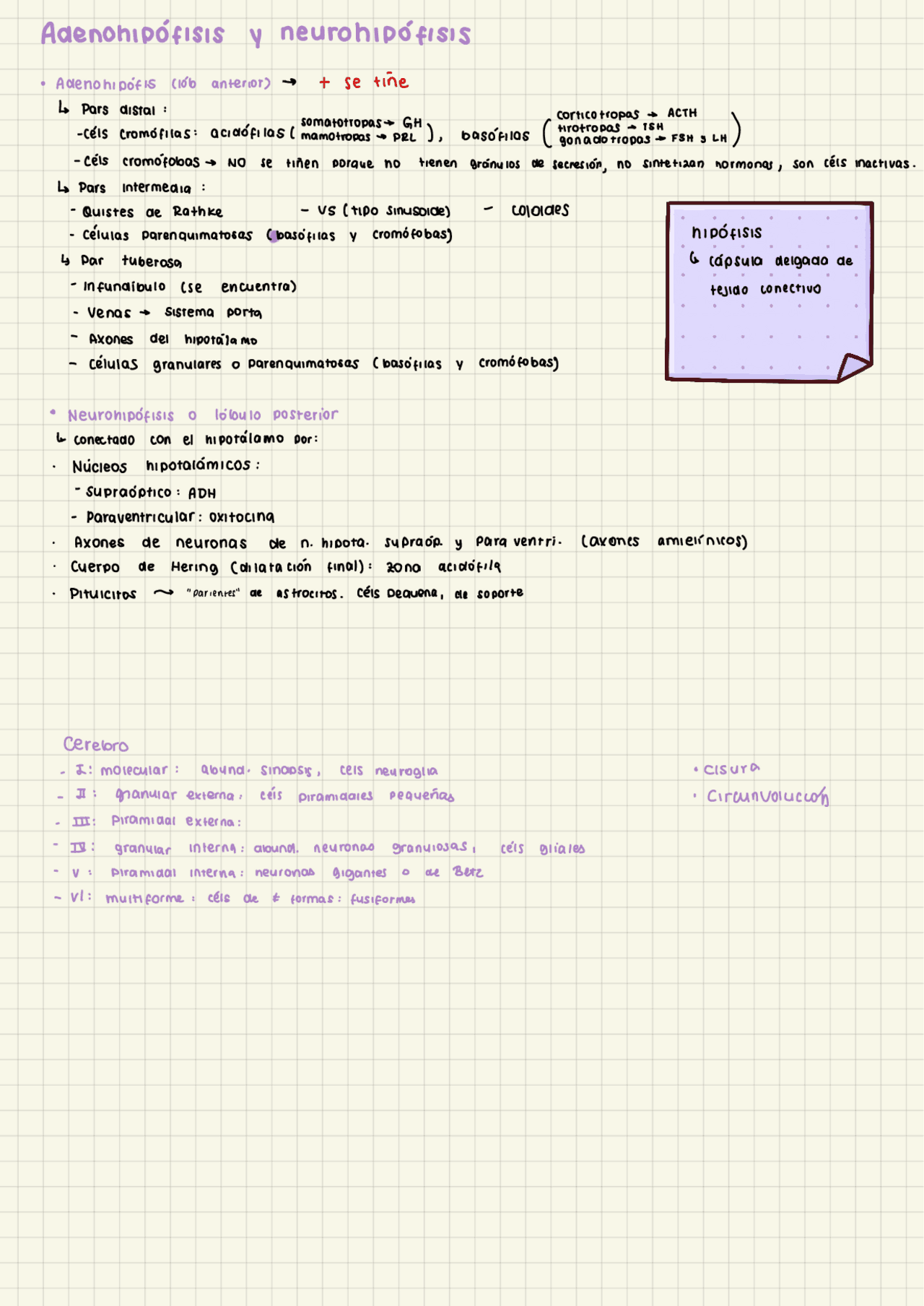 Histología De Hipófisis Apuntes De Histología Docsity