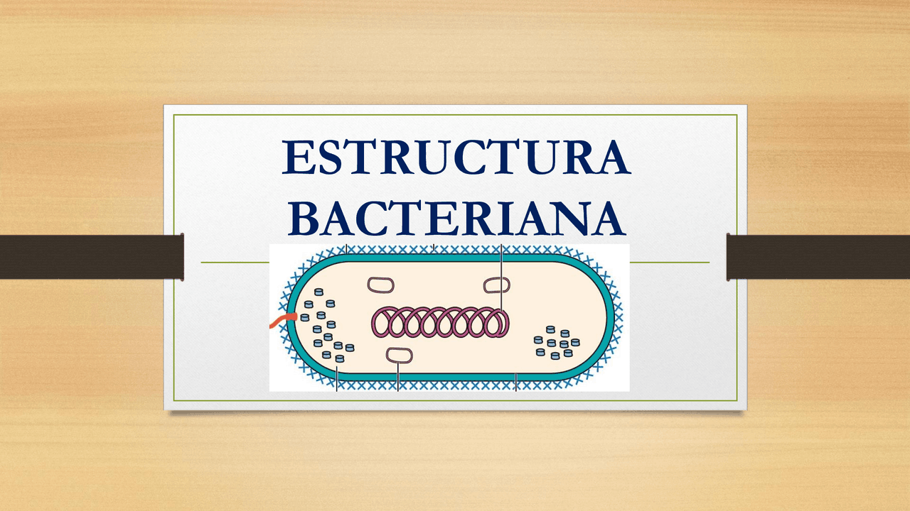 Estructura Bacteriana Diapositivas De Biología Docsity
