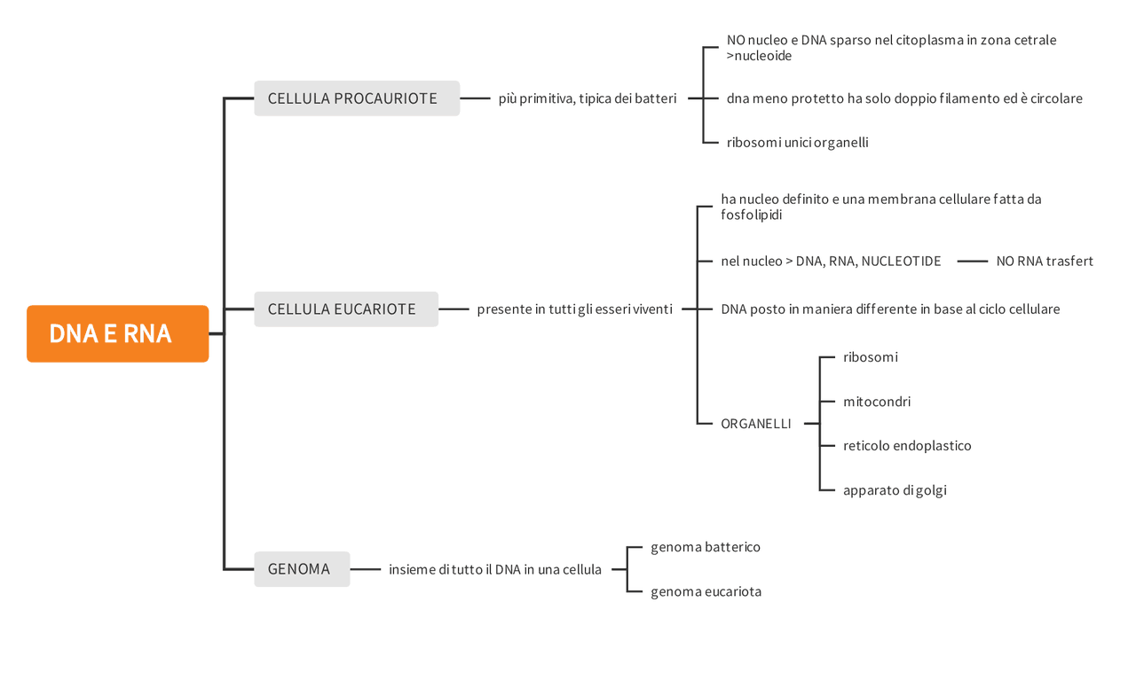 Dna E Rna Parte 1 Schema Schemi E Mappe Concettuali Di Scienze Della