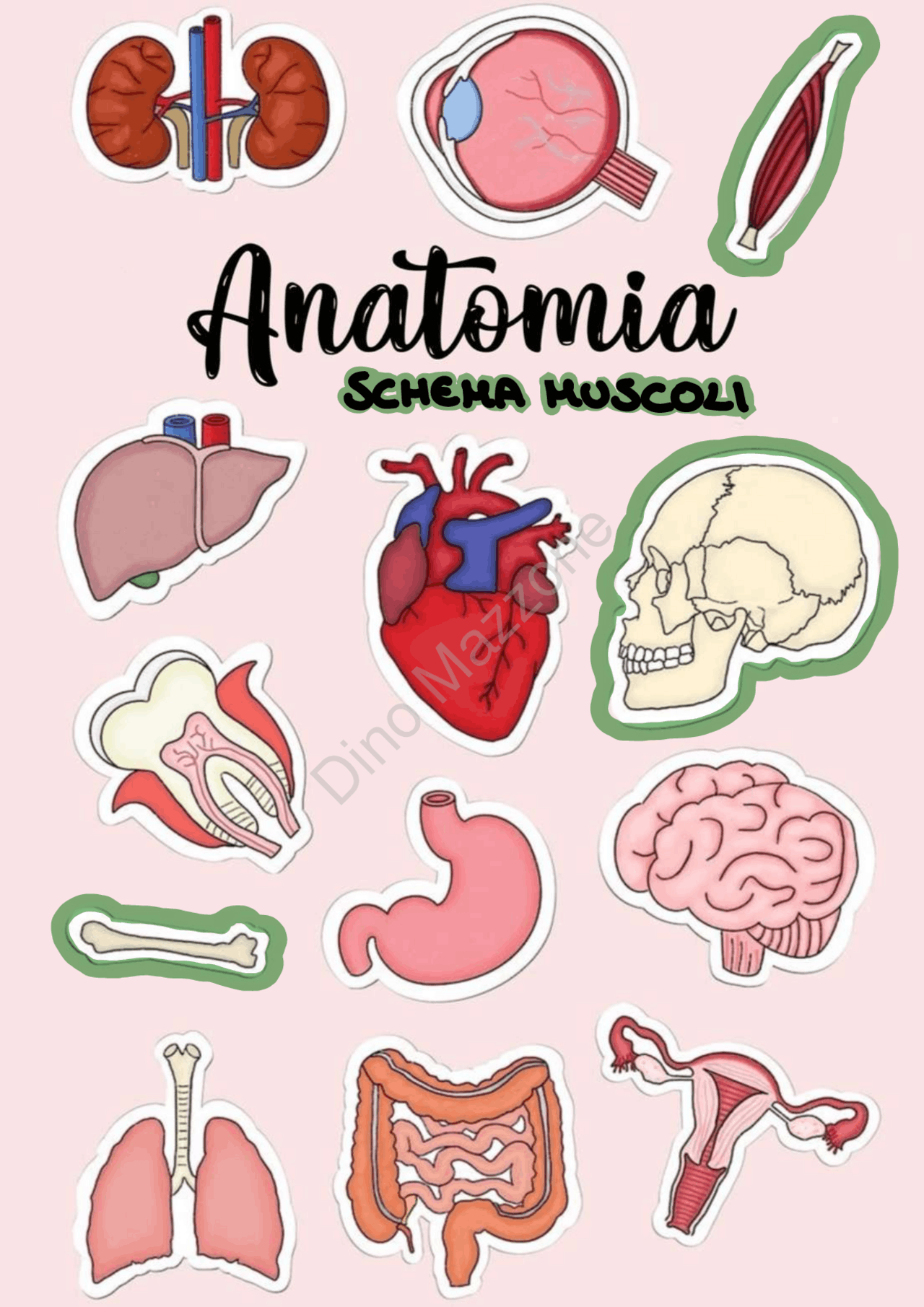 Schema Muscoli Anatomia 1 Schemi E Mappe Concettuali Di Anatomia