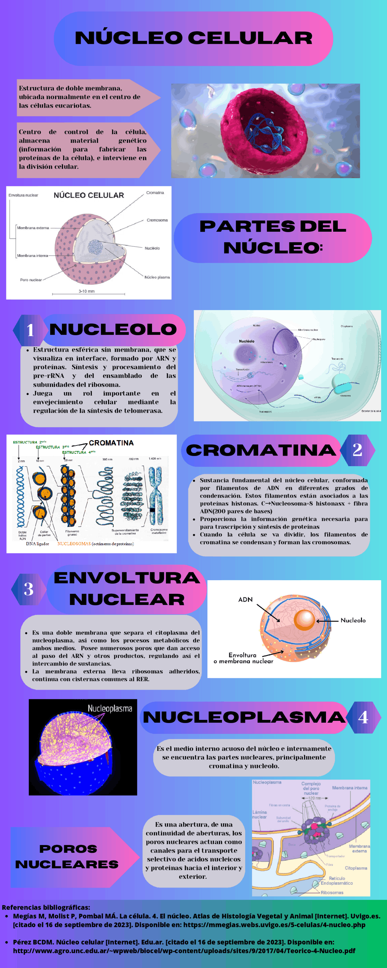 Nucleoplasma Que Es Qué Es El NUCLEOPLASMA Y Su Función Resumen