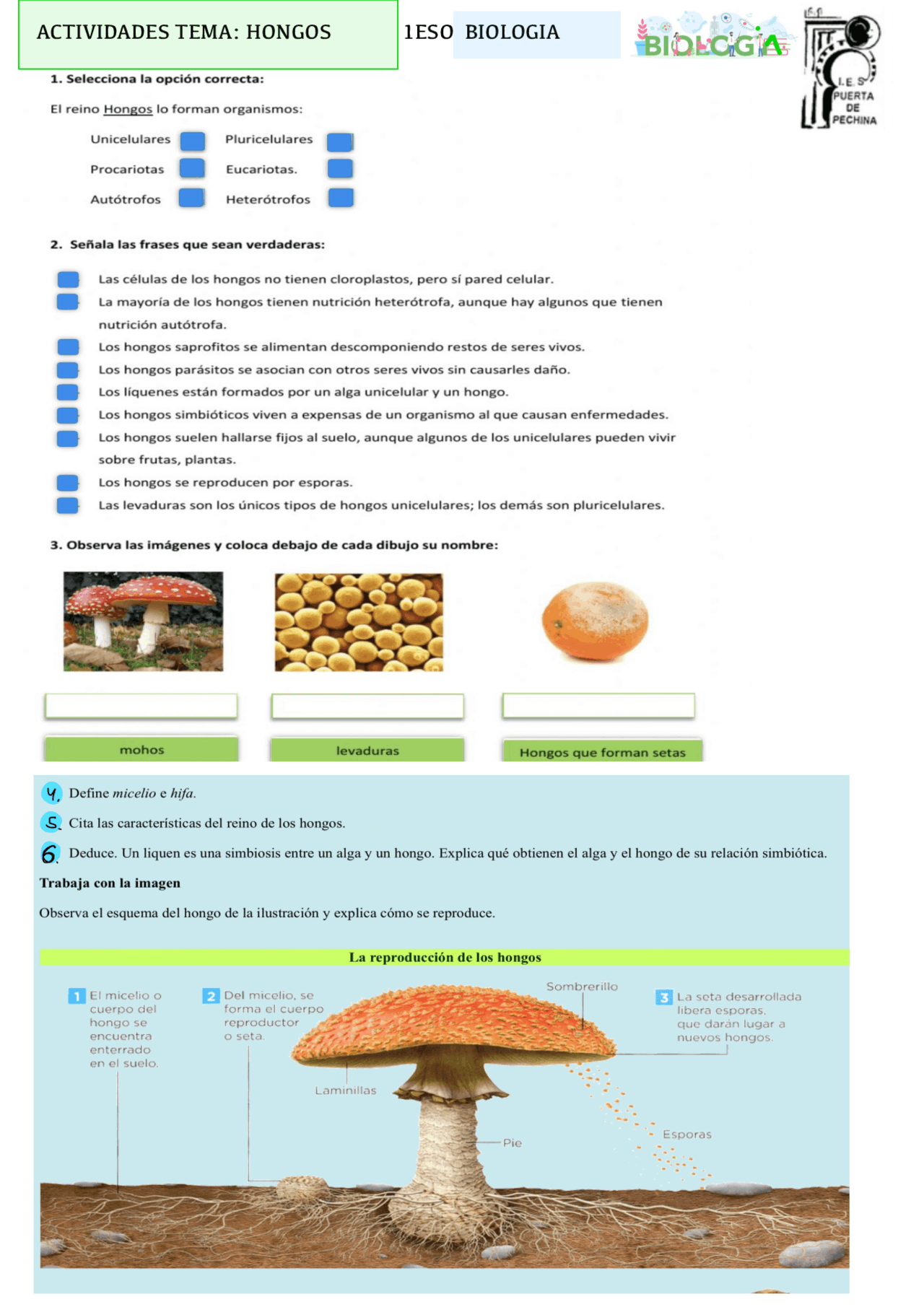 Ficha documento reino Hongos | Ejercicios de Biología | Docsity