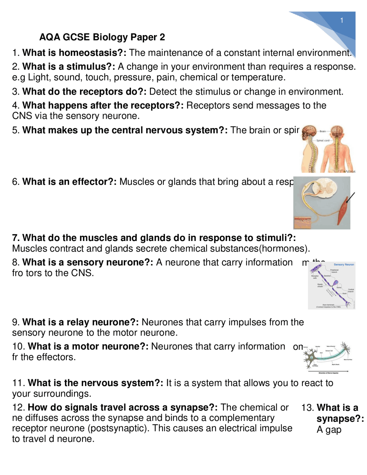 AQA GCSE Biology Paper 2 complete solution graded A+ | Exams Biology ...