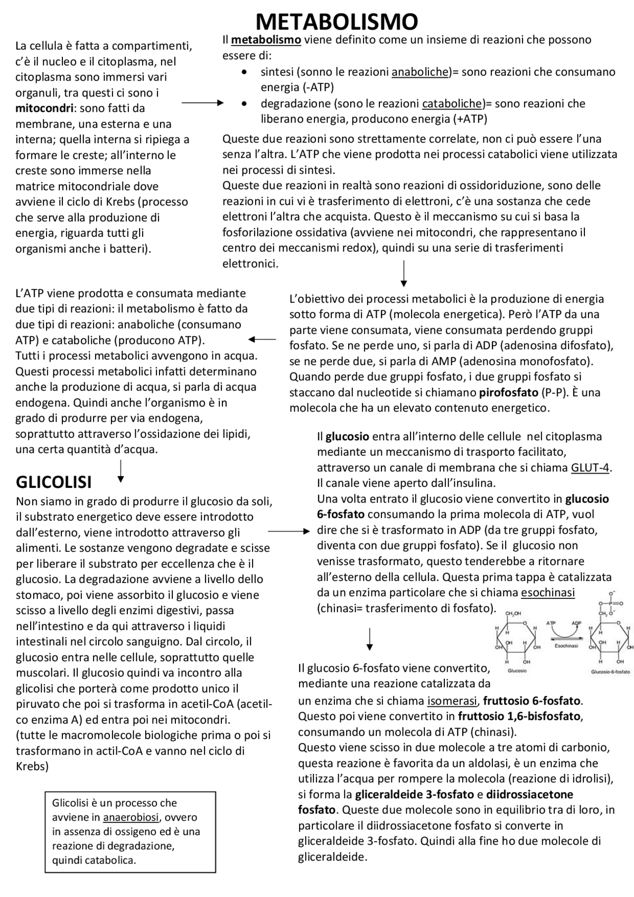 Metabolismo Glicolisi Fermentazione Ciclo Di Krebs Fosforilazione