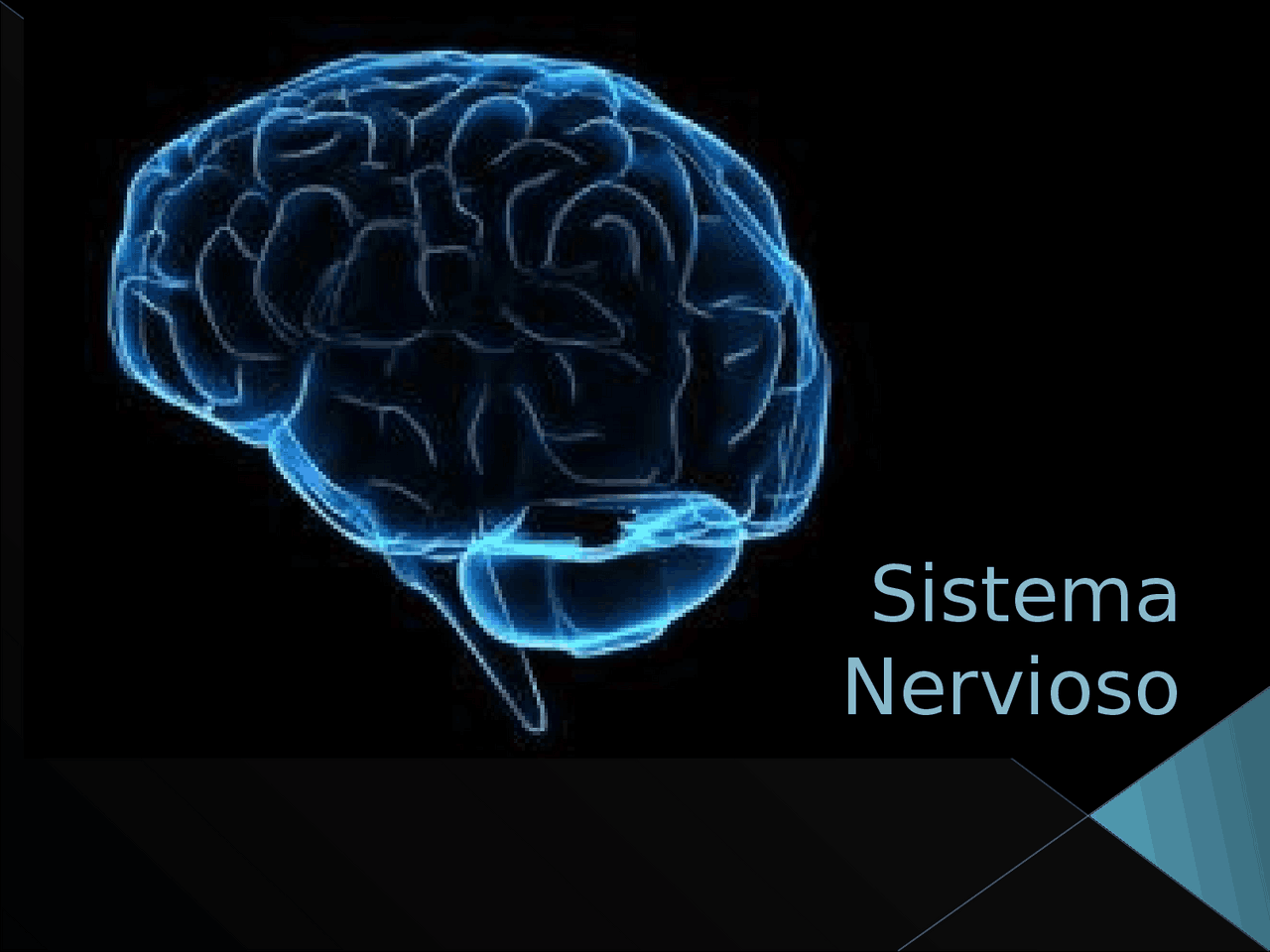 El Sistema Nervioso Diapositivas De Anatomía Docsity