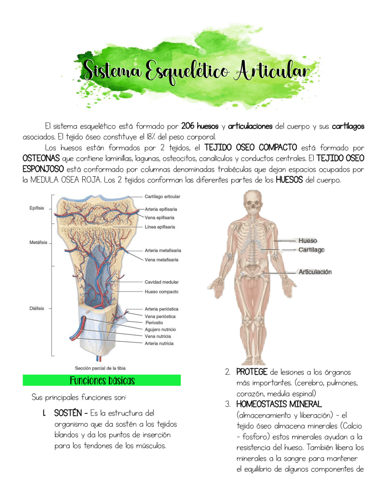 Apunte De Sistema Esquelético Apuntes De Biología Docsity