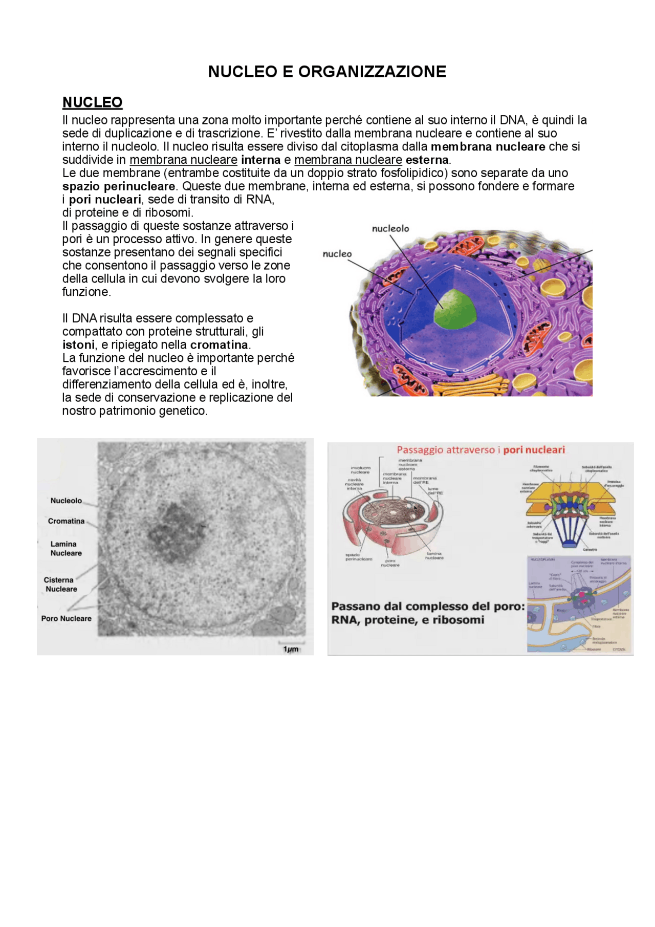 Struttura e funzioni del nucleo cellulare | Sbobinature di Biologia ...