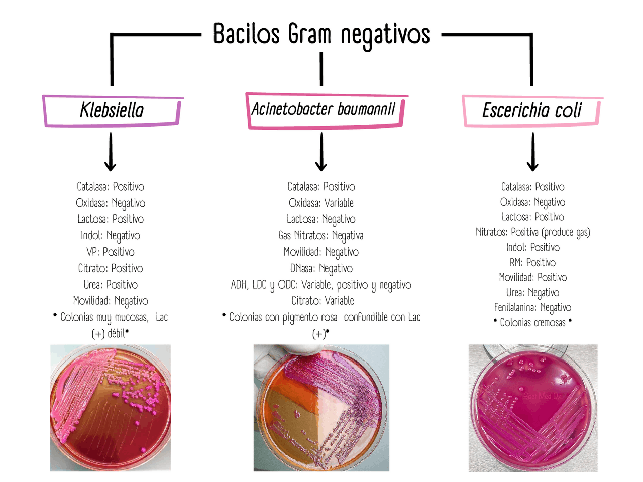Bacterias Gram Negativas Bacilos