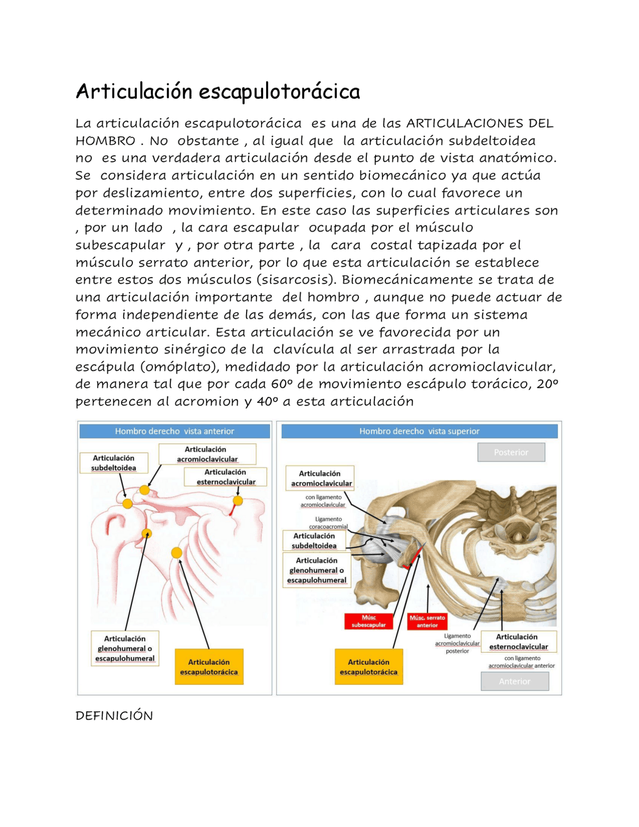 Articulación Miembro Superior Resúmenes De Anatomía Docsity
