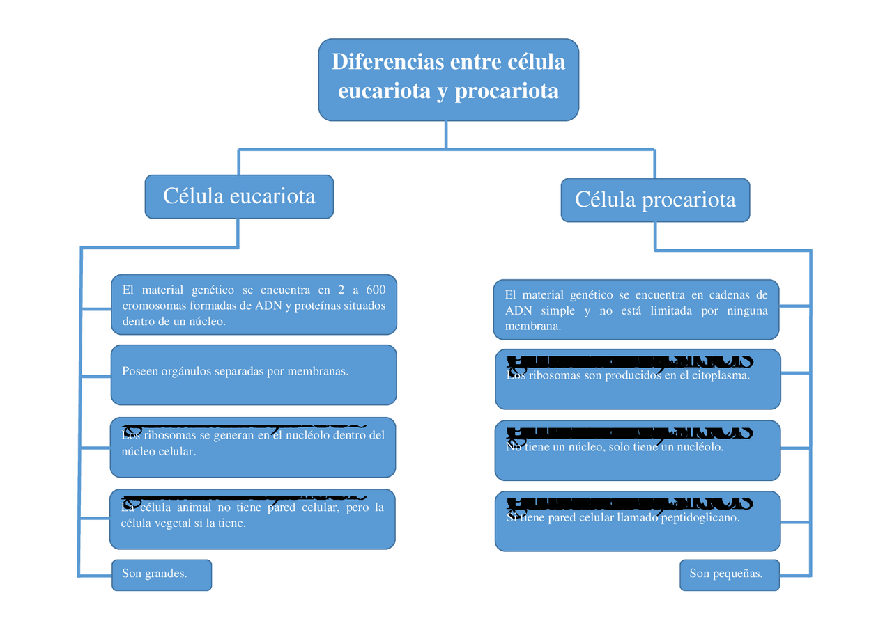 Mapa Conceptual De La Celula Procariota Y Eucariota En Pdf - Infoupdate.org