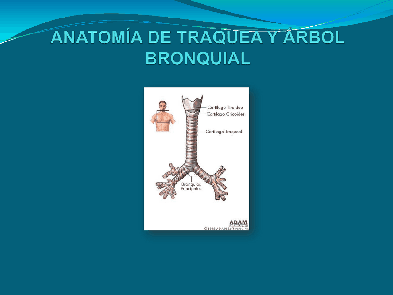 Anatomía Del Pulmón Y Corazón Resúmenes De Anatomía Docsity