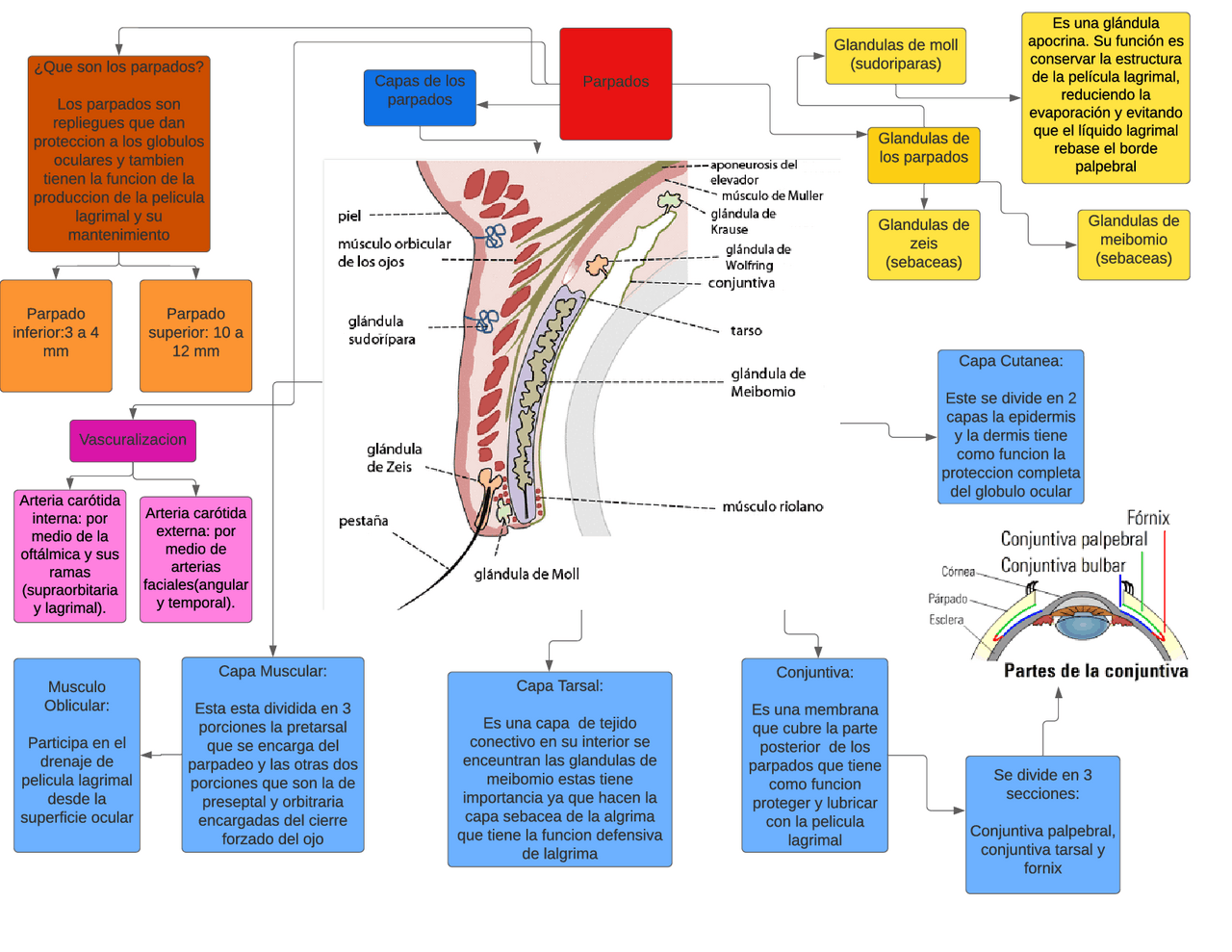 Anatomía del parpado | Apuntes de Anatomía | Docsity