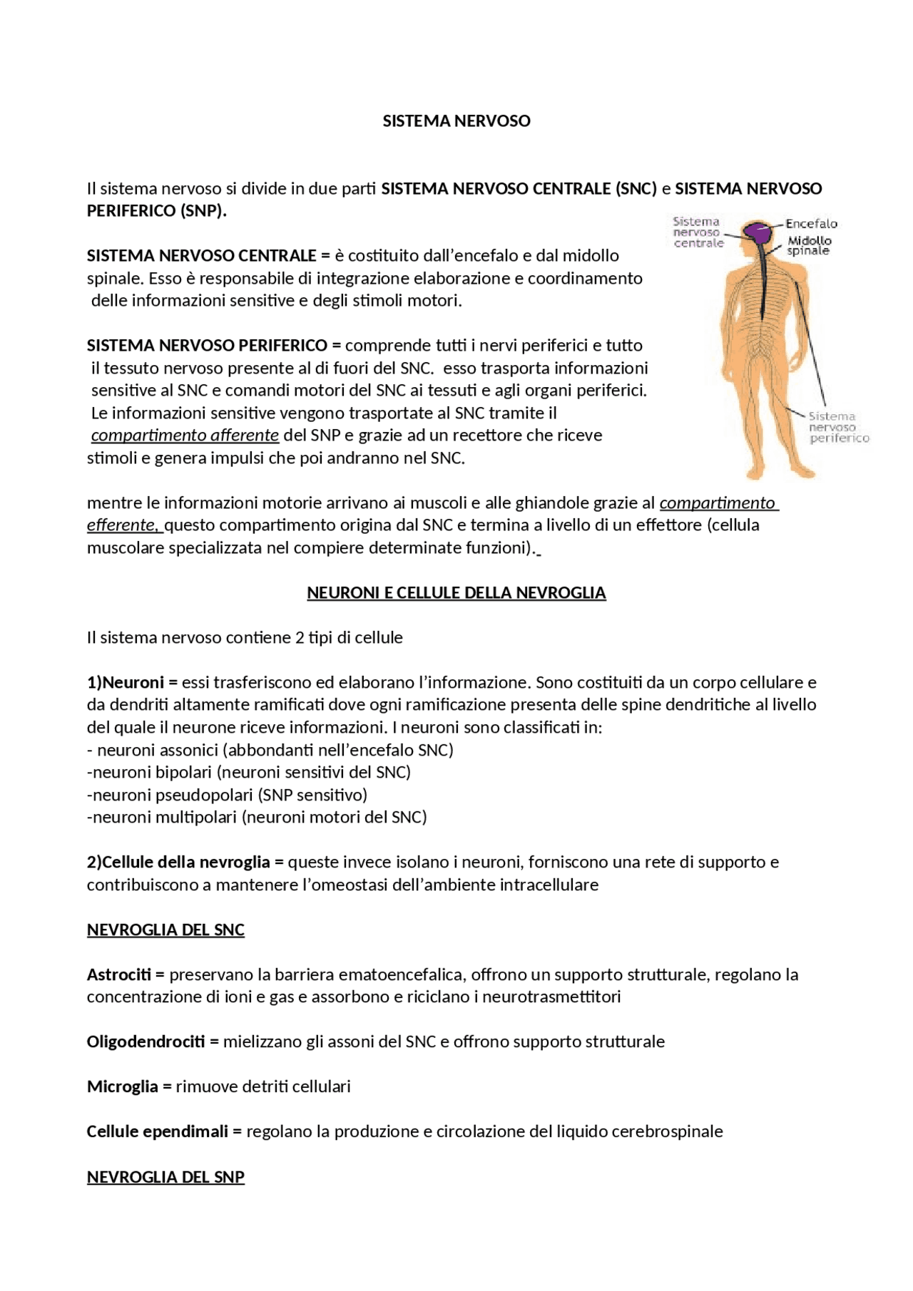Sistema Nervoso Appunti Dispense Di Anatomia Docsity