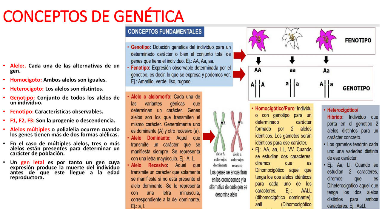 Ejercicios De Genetica Ejercicios De Biología Docsity