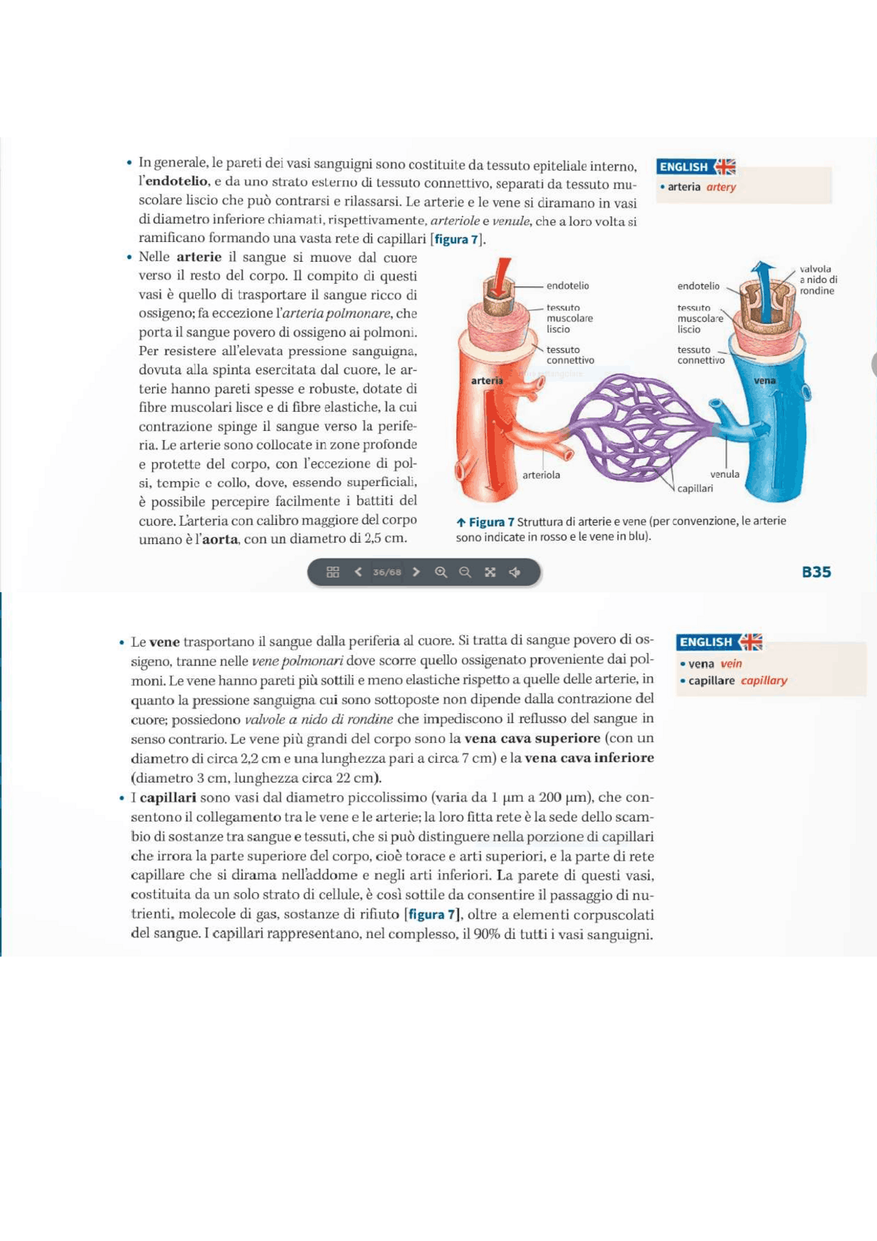 Apparato Circolatorio Dispense Di Scienze Umane Docsity