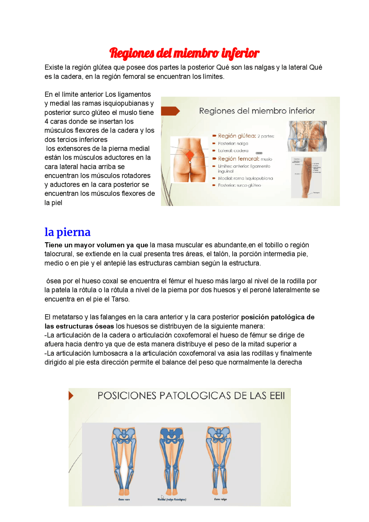 Miembro inferior sus regiones | Apuntes de Anatomía | Docsity