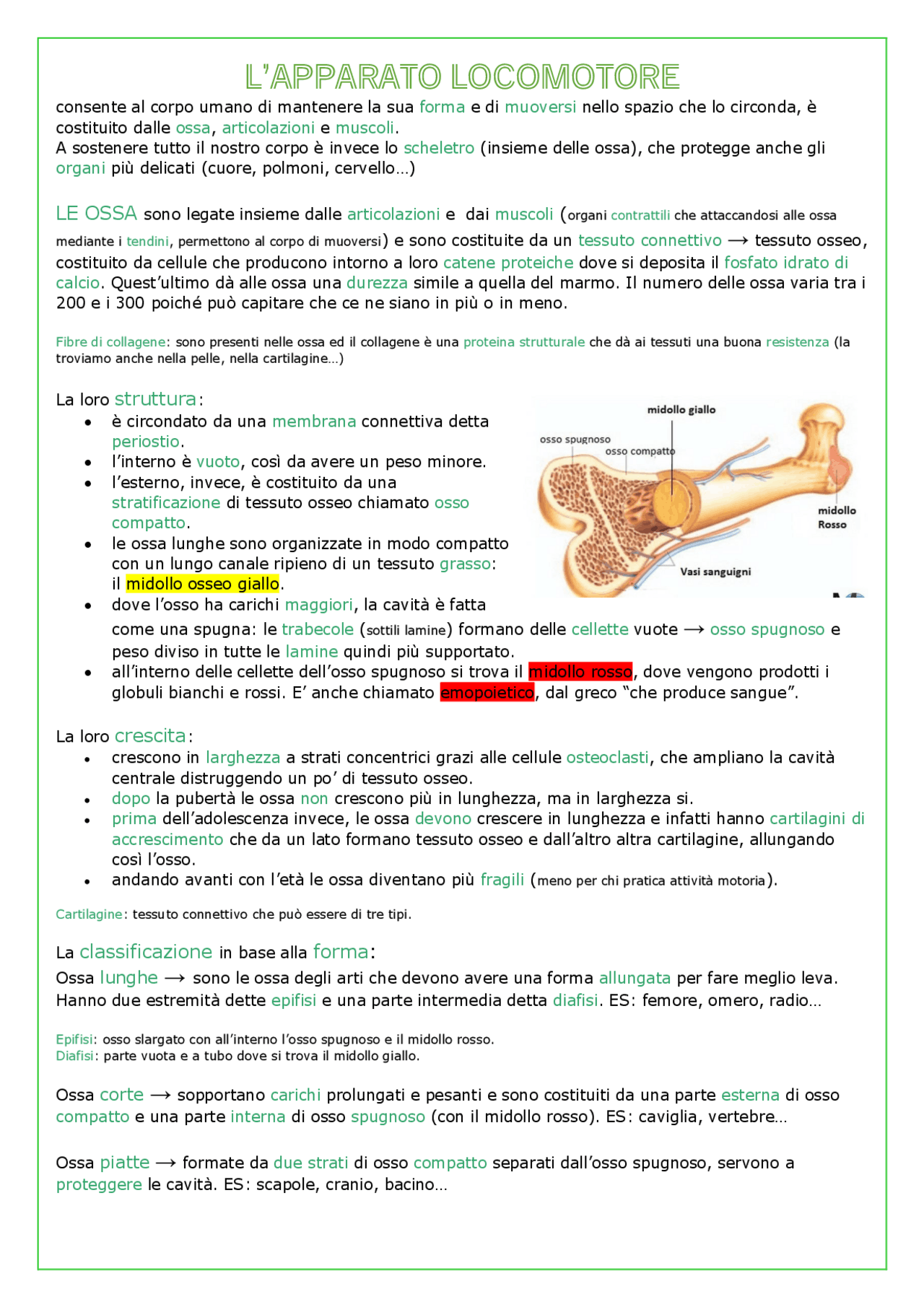 Apparato Locomotore Sintesi Del Corso Di Biologia Docsity